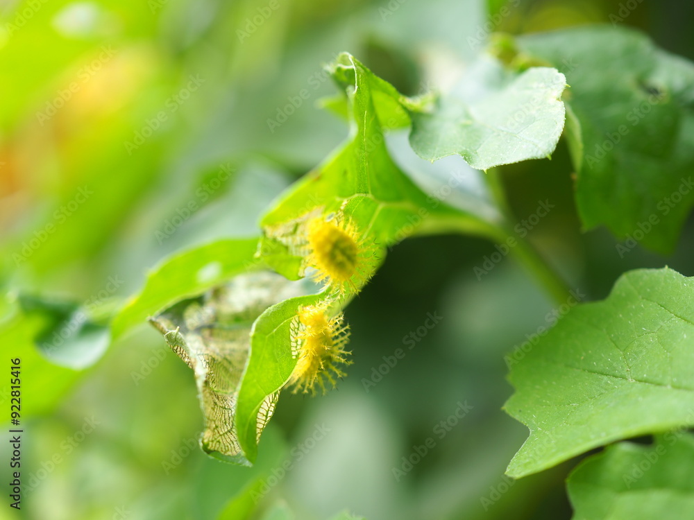 Bitter gourd leaves damaged by leaf miner a major pest. The most ...