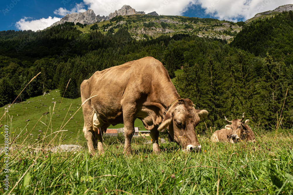 Swiss cow on summer pasture. Cow grazing in Alps. Cow in a field. Dairy ...