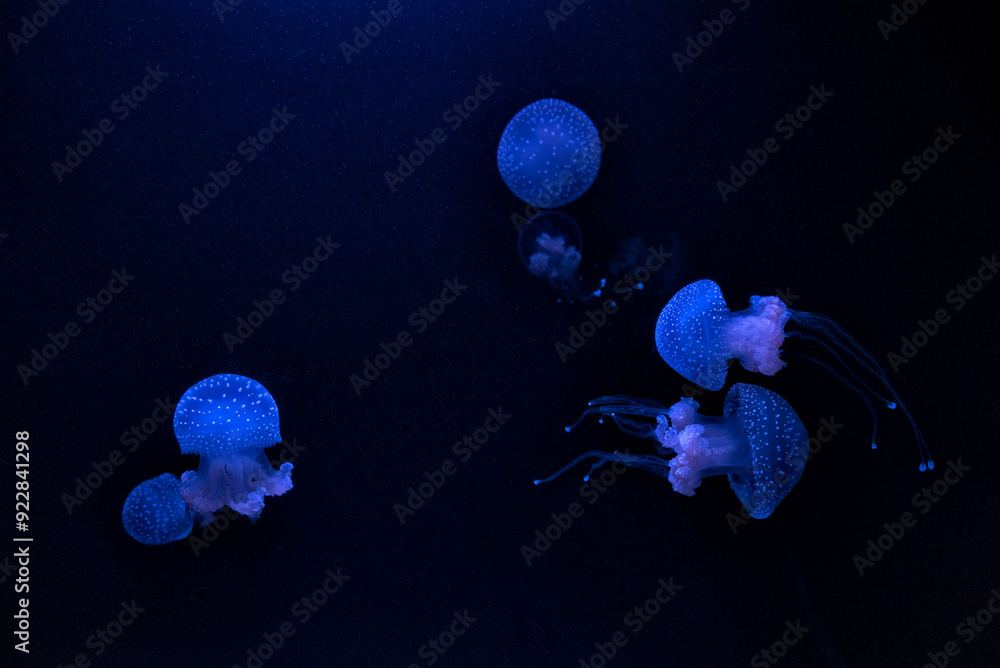 Group of blue jellyfish Phyllorhiza punctata (floating bell, Australian ...