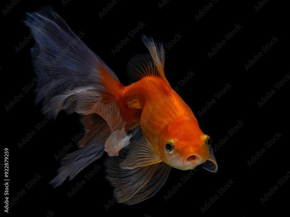 portrait Giant Oranda goldfish, 15 August 2024 Indonesia Stock Photo ...