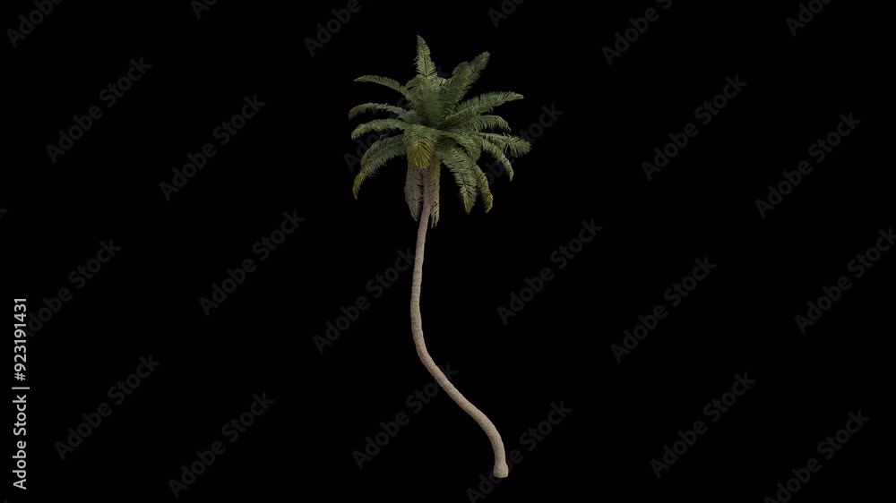 Coconut Tree blowing in the wind. Wind blows the Coconut Palm Tree ...