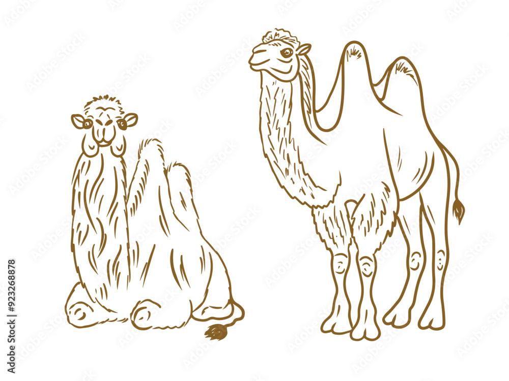 Set of two beautiful realistic two-humped camel standing and sitting in ...