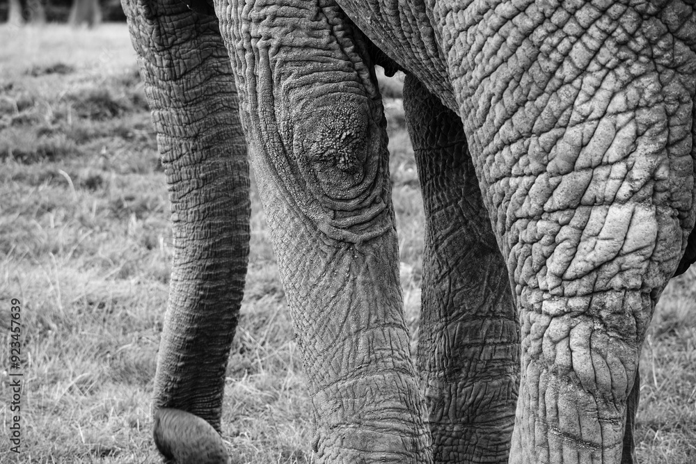 Safari inspired close up shot elephant legs. These African animals have ...