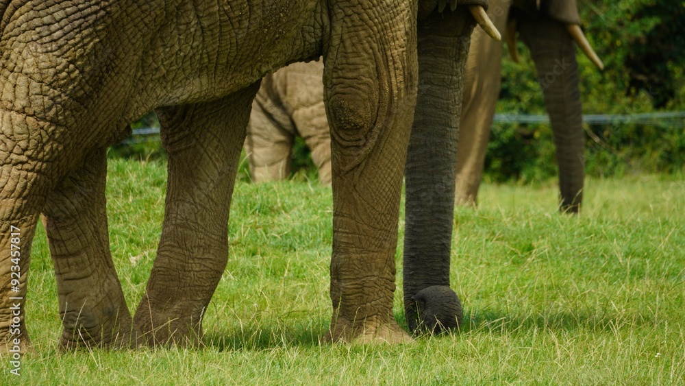 Safari inspired close up shot elephant legs. These African animals have ...