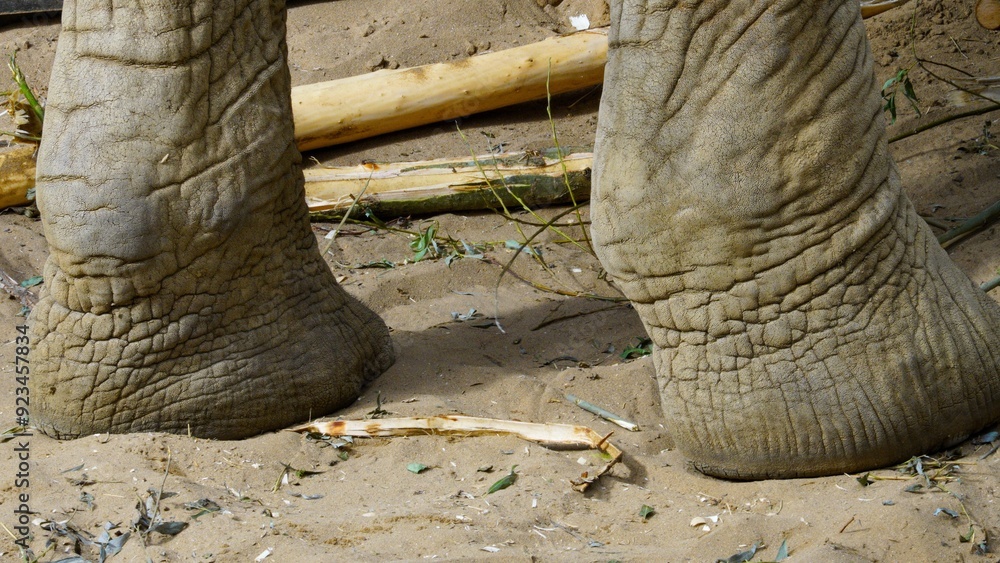 Safari inspired close up shot elephant legs. These African animals have ...