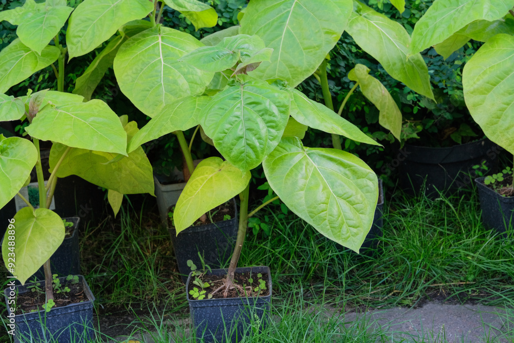 Catalpa bignonioides seedlings in a pots. Plants in garden. Seedling in ...