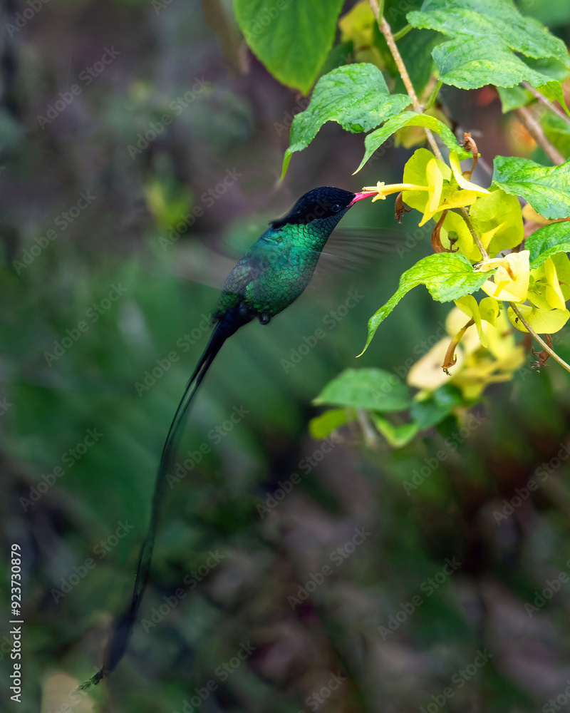Red-billed Streamertail Hummingbird, Trochilus polytmus in Blue and ...