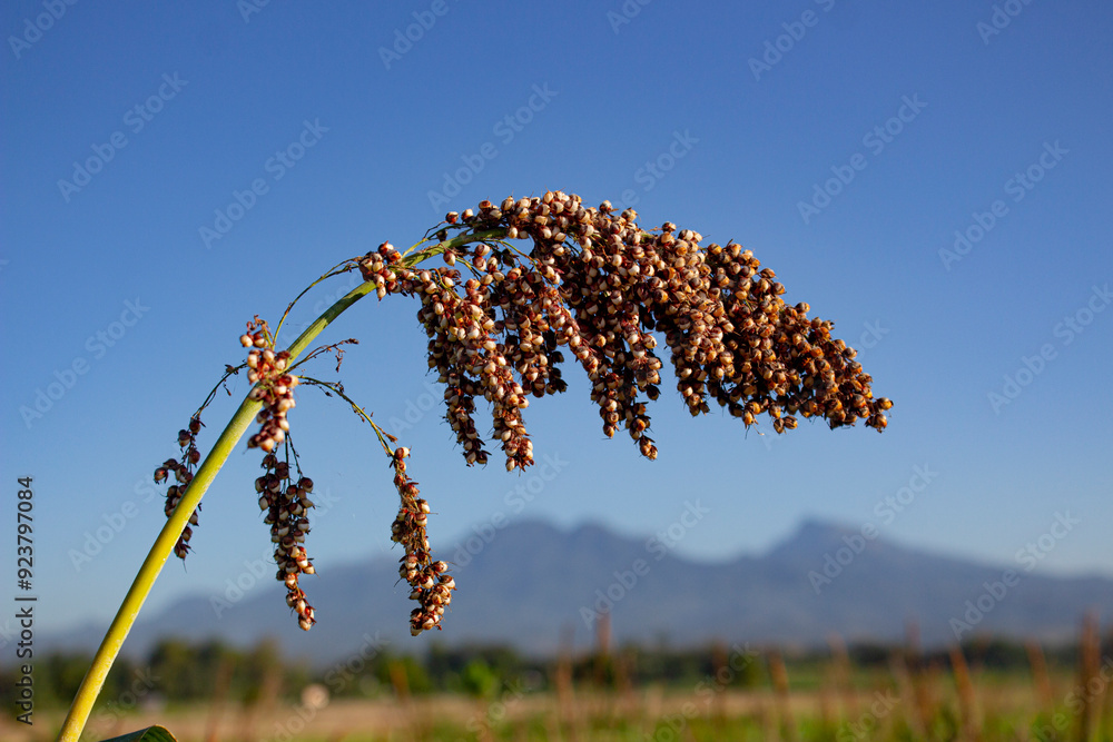 Sorghum bicolor, commonly called sorghum, great millet, broomcorn ...