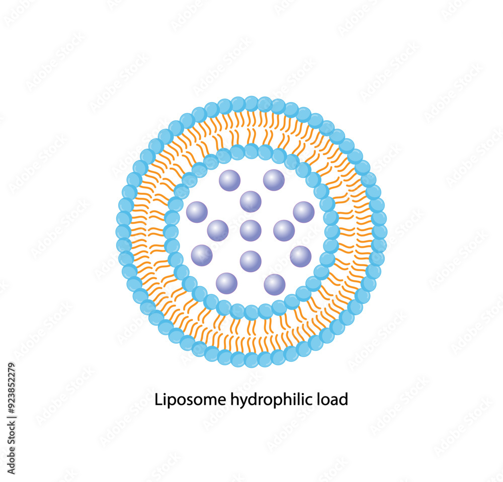 Liposome, with hydrophilic loads. Phospholipids, Drug encapsulation ...