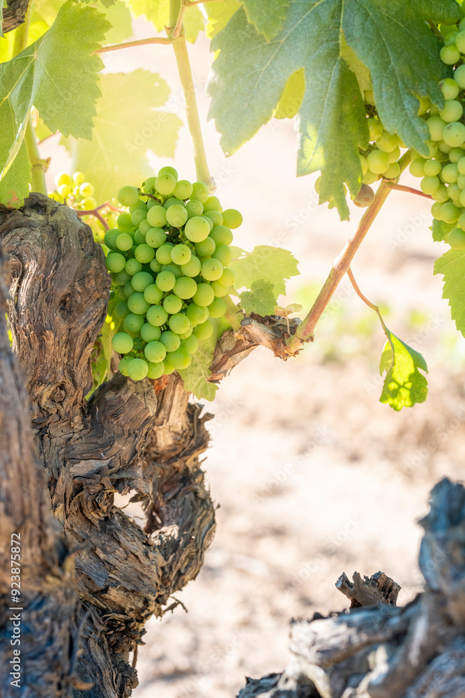 bunch of green grapes juxtaposed against the textured, aged vine trunks ...
