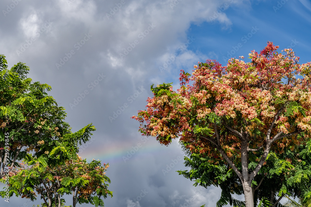 Rainbow with Cassia × nealiae, ainbow shower tree, is a hybrid cross ...