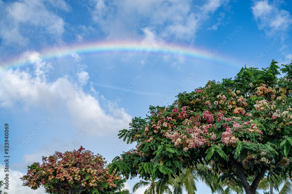 Rainbow with Cassia × nealiae, ainbow shower tree, is a hybrid cross ...
