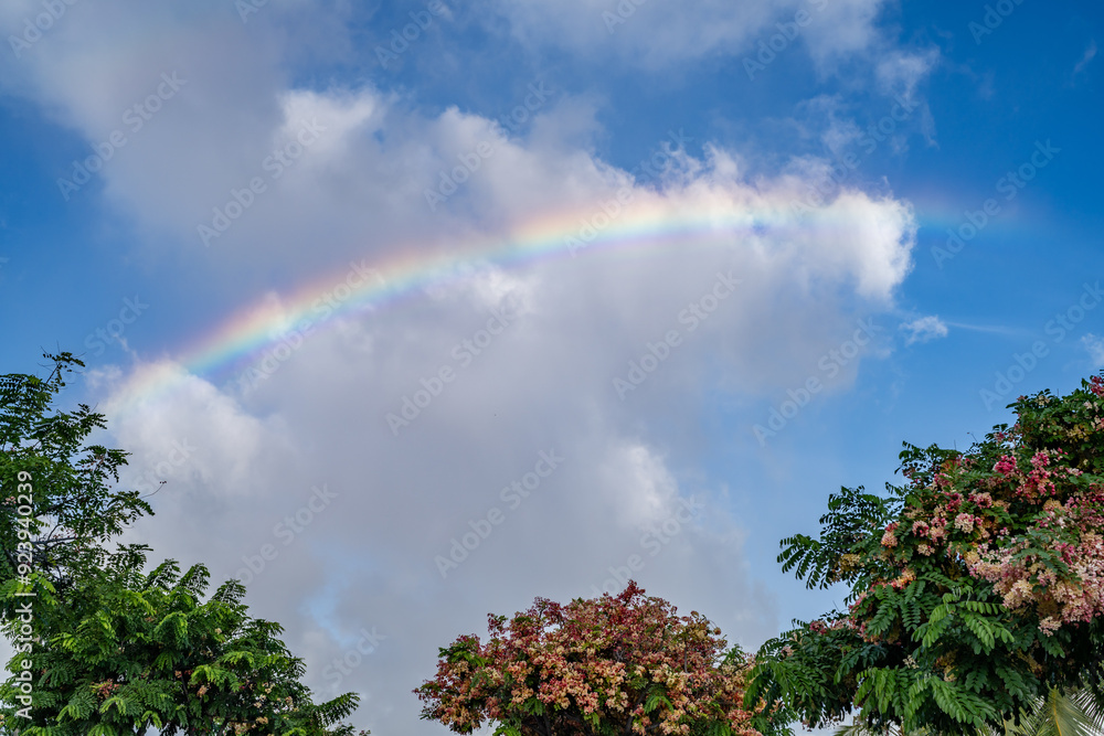 Rainbow with Cassia × nealiae, ainbow shower tree, is a hybrid cross ...