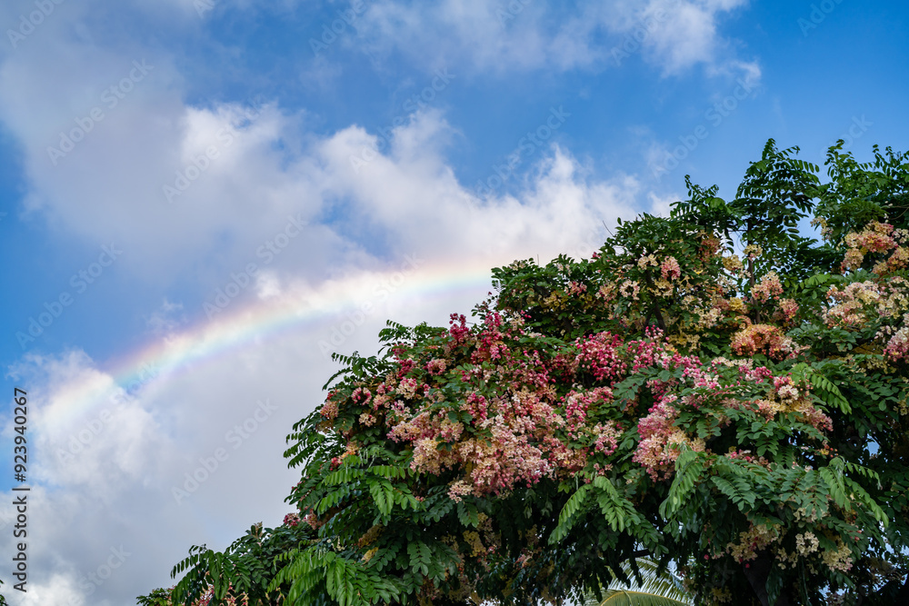Rainbow with Cassia × nealiae, ainbow shower tree, is a hybrid cross ...