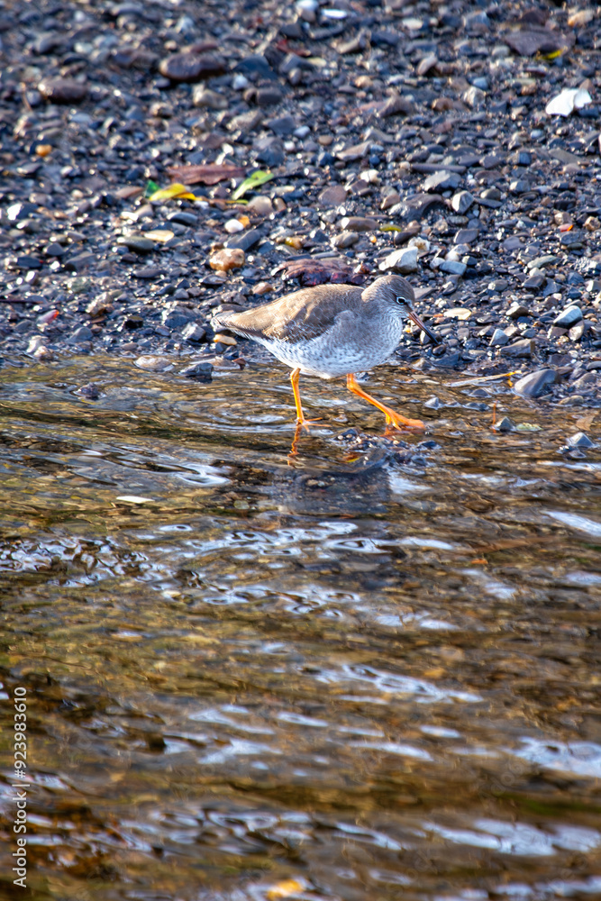 Redshank (Tringa totanus) off the coast of Clontarf, Dublin, Ireland ...