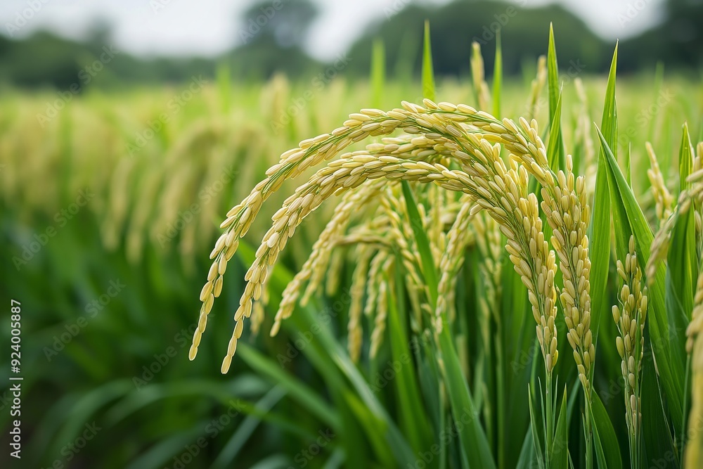 Rice stalks with grains in field. Agricultural landscape. Crop ...