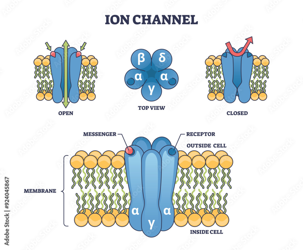 Ion channels as membrane proteins with pore structure outline diagram. Labeled educational ...
