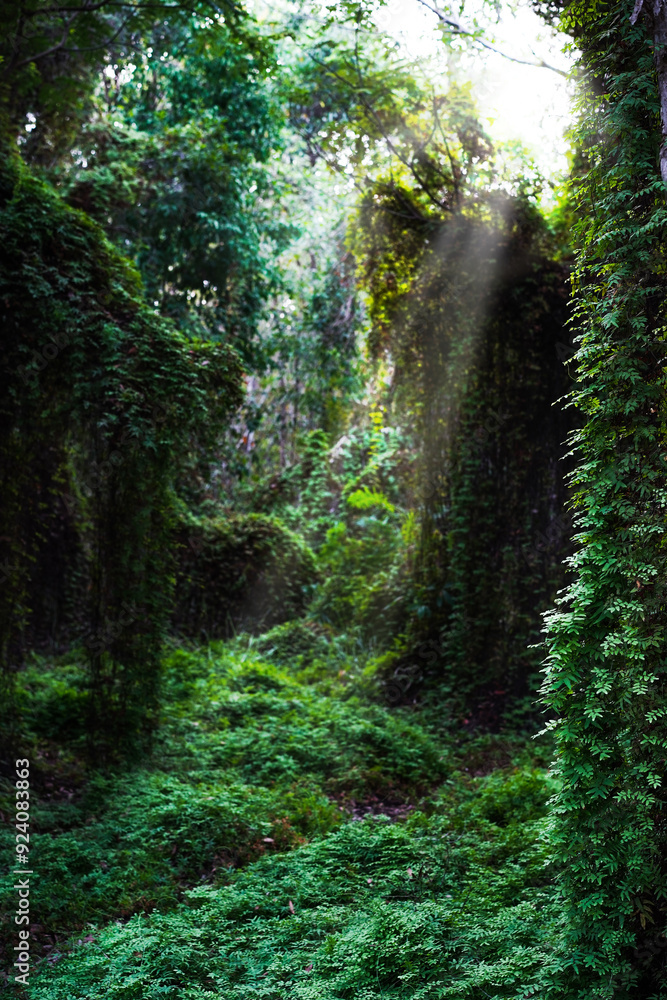 Detail of the path in swamp forest wetlands, Green Sword Ferns climbing ...