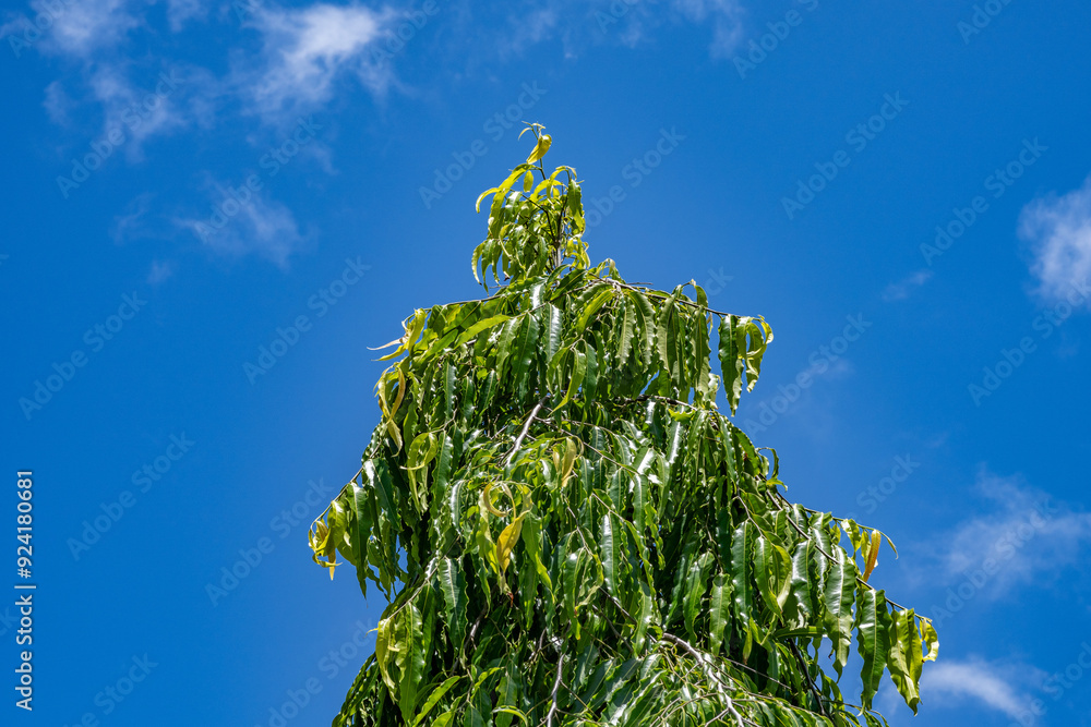 Monoon longifolium, the false ashoka, also commonly known by its ...