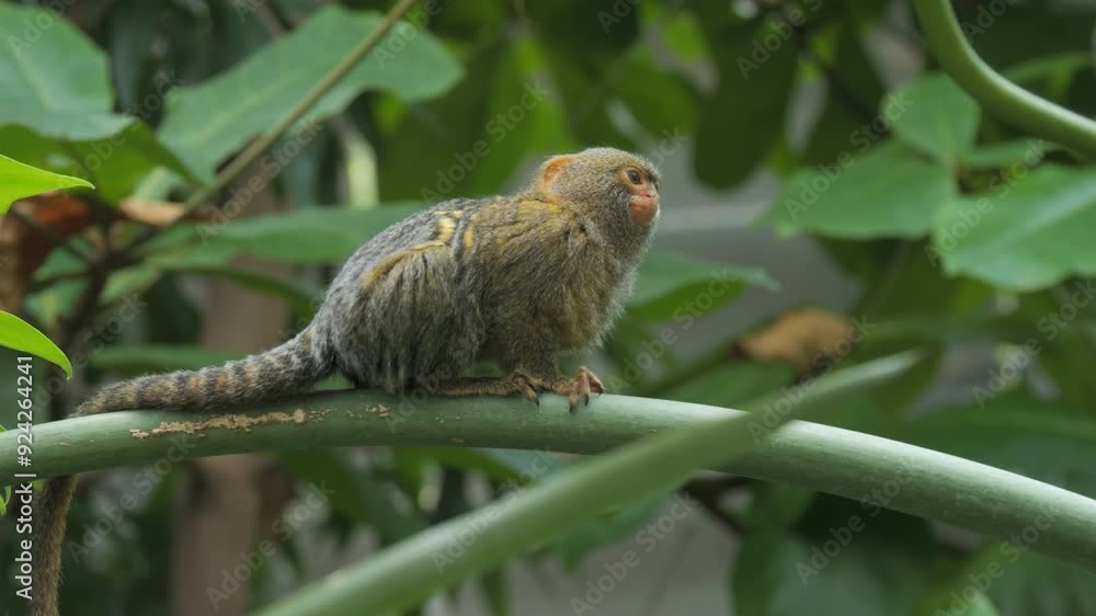 Funny dwarf toy Cebuella pygmaea sitting on a tree branch in the ...
