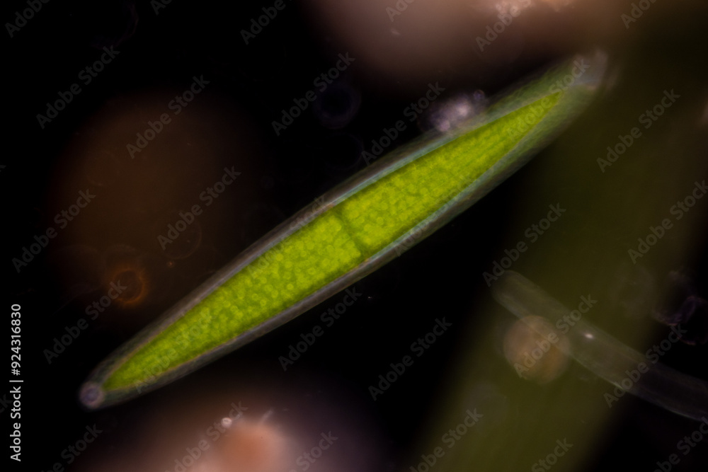 Study of Protozoa and Algae under the microscope for education. Stock ...