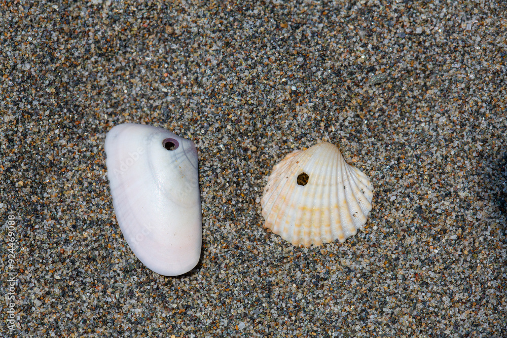 Two seashells lying on the beach sand with small holes in them due to a ...