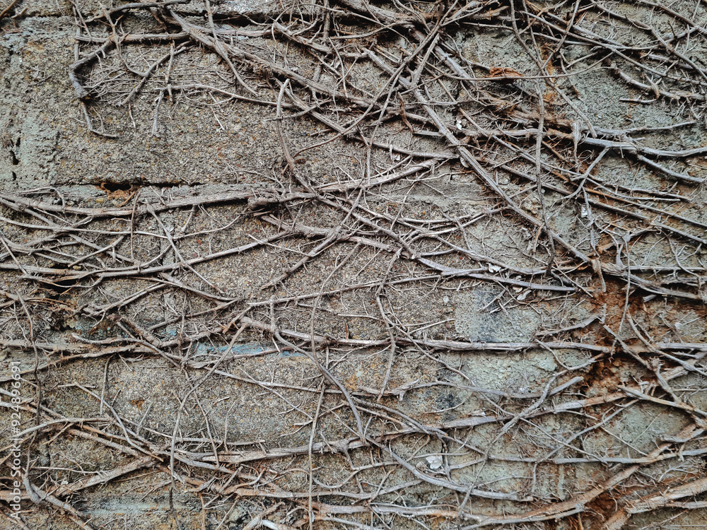 dried tree roots on old stone wall. grunge texture and pattern ...