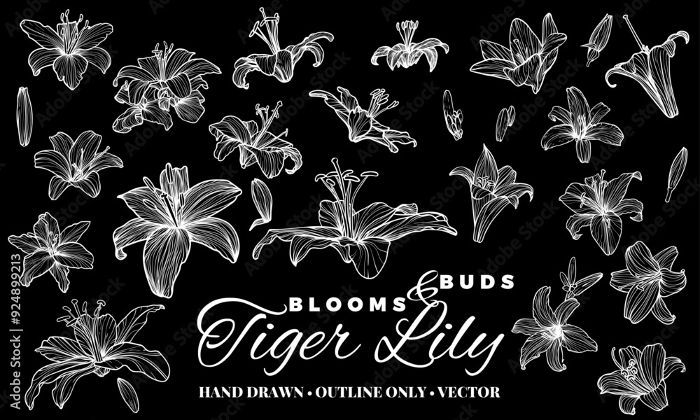 Hand drawn vector outline of tiger lily flower blooms. Elegant white ...