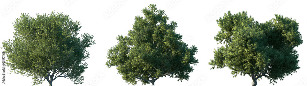 Set of 3 Juniperus oxycedrus (Cade, cade juniper, prickly juniper ...