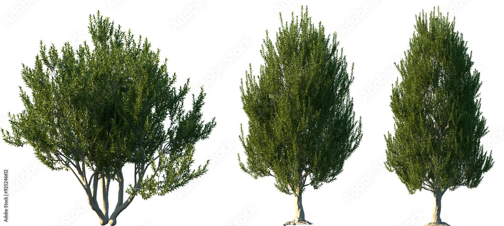Set of Laurus nobilis (bay tree, bay laurel, sweet bay, true laurel ...