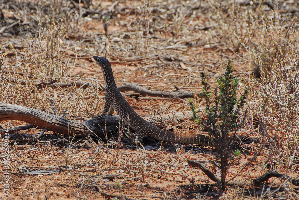 Poster A sand goanna, also known as a Gould's monitor seen in the ...