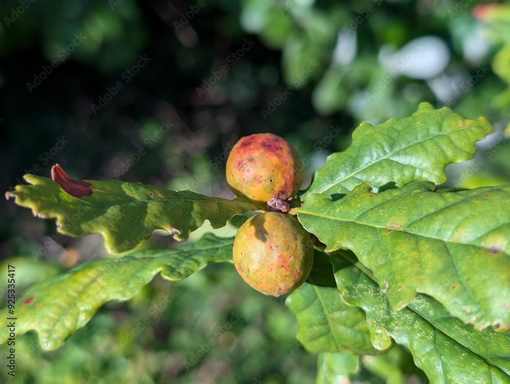 Oak Marble Gall, a plant gall on oak, caused by the wasp Andricus ...
