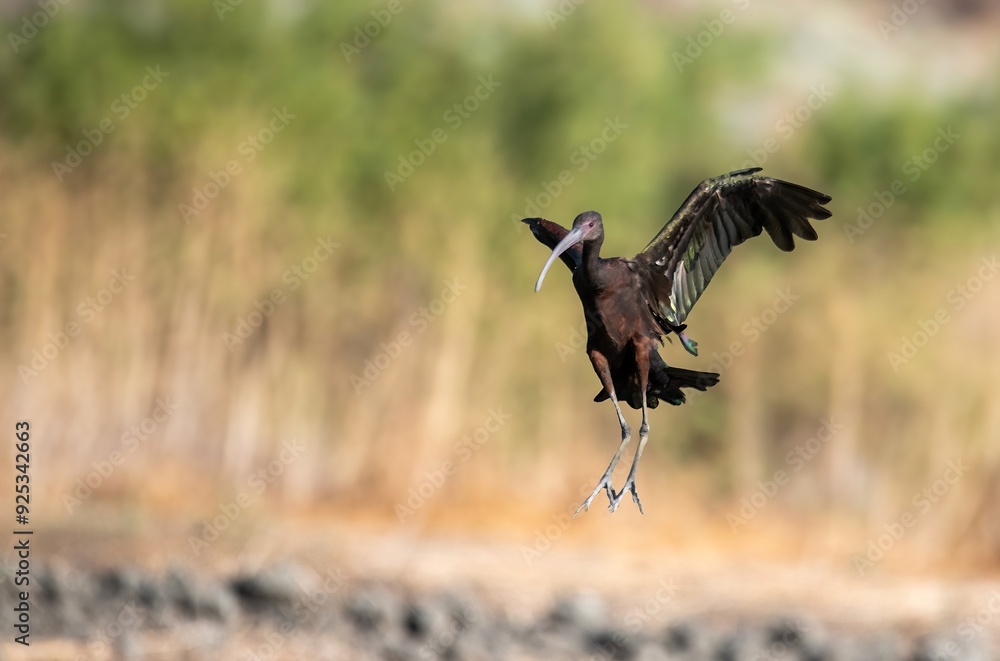 White faced ibis landing with wings wide open at golden hour showing ...