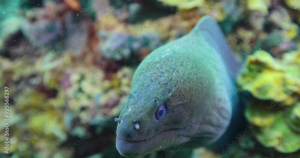 Large giant moray eel, gymnothorax javanicus, underwater at the bottom ...