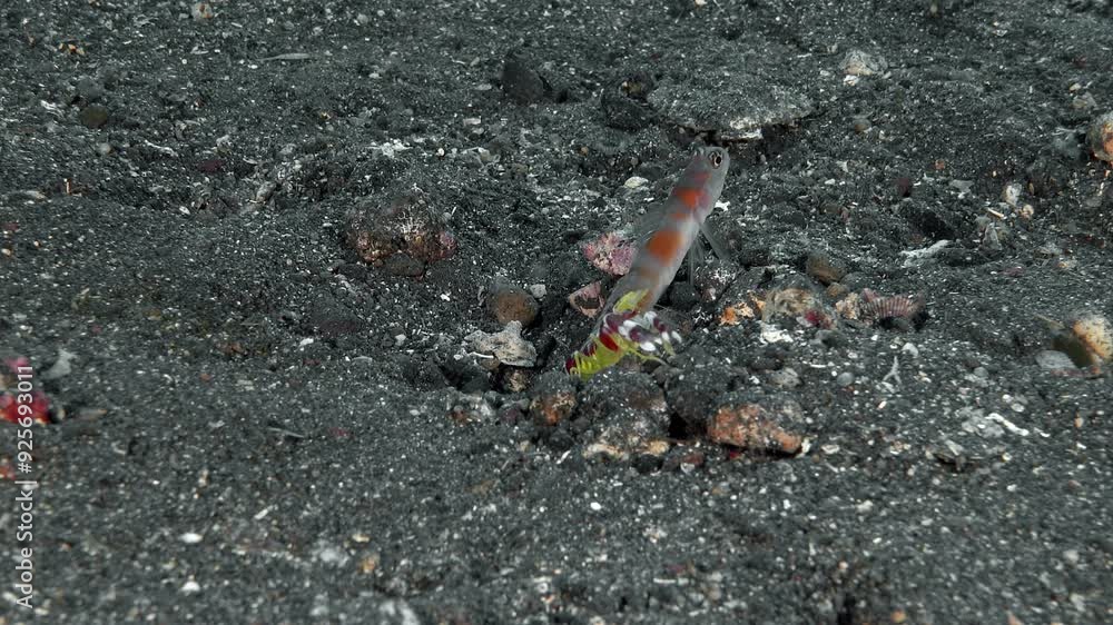 Flagtail Shrimpgoby (Amblyeleotris yanoi) 10 cm. ID: dorsal and anal ...