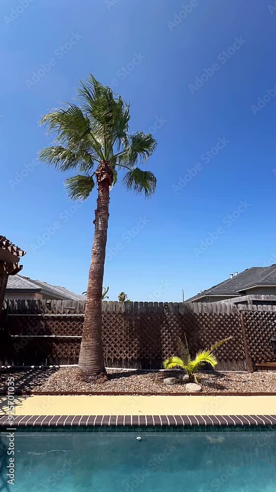 tree, palm, sky, nature, landscape, garden, spain, travel, trees, park ...