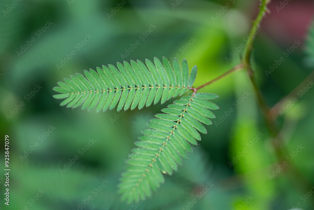 Mimosa pudica (sensitive plant, sleepy plant, action plant, humble ...
