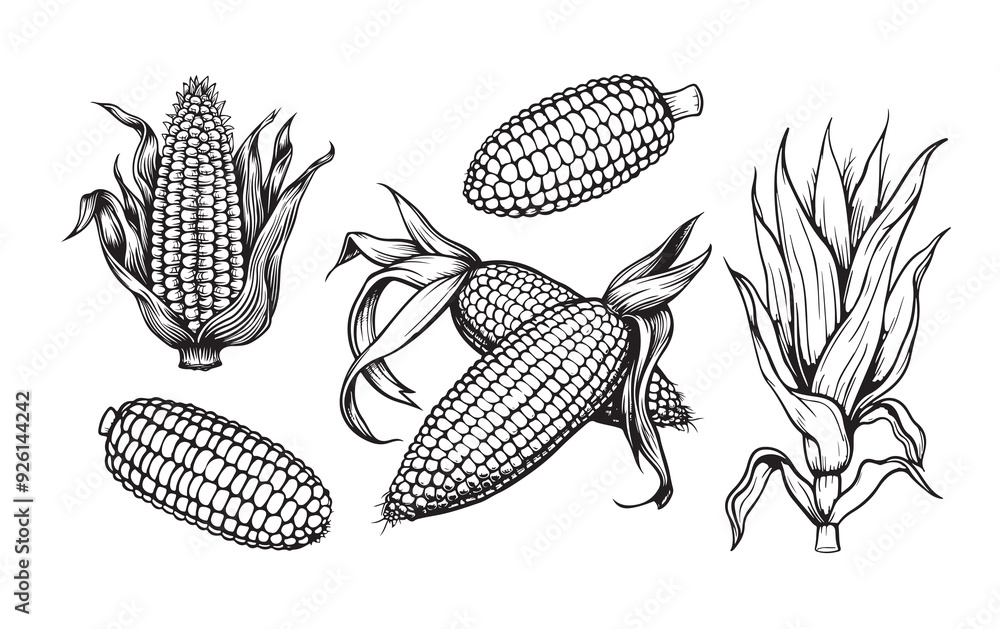 Drawing corn plant, cob, grains, detailed liner drawing, sketch ...