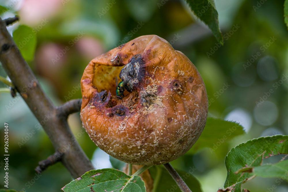 Rotten apple being eaten by wasps and flies. Flies and wasps eat an ...