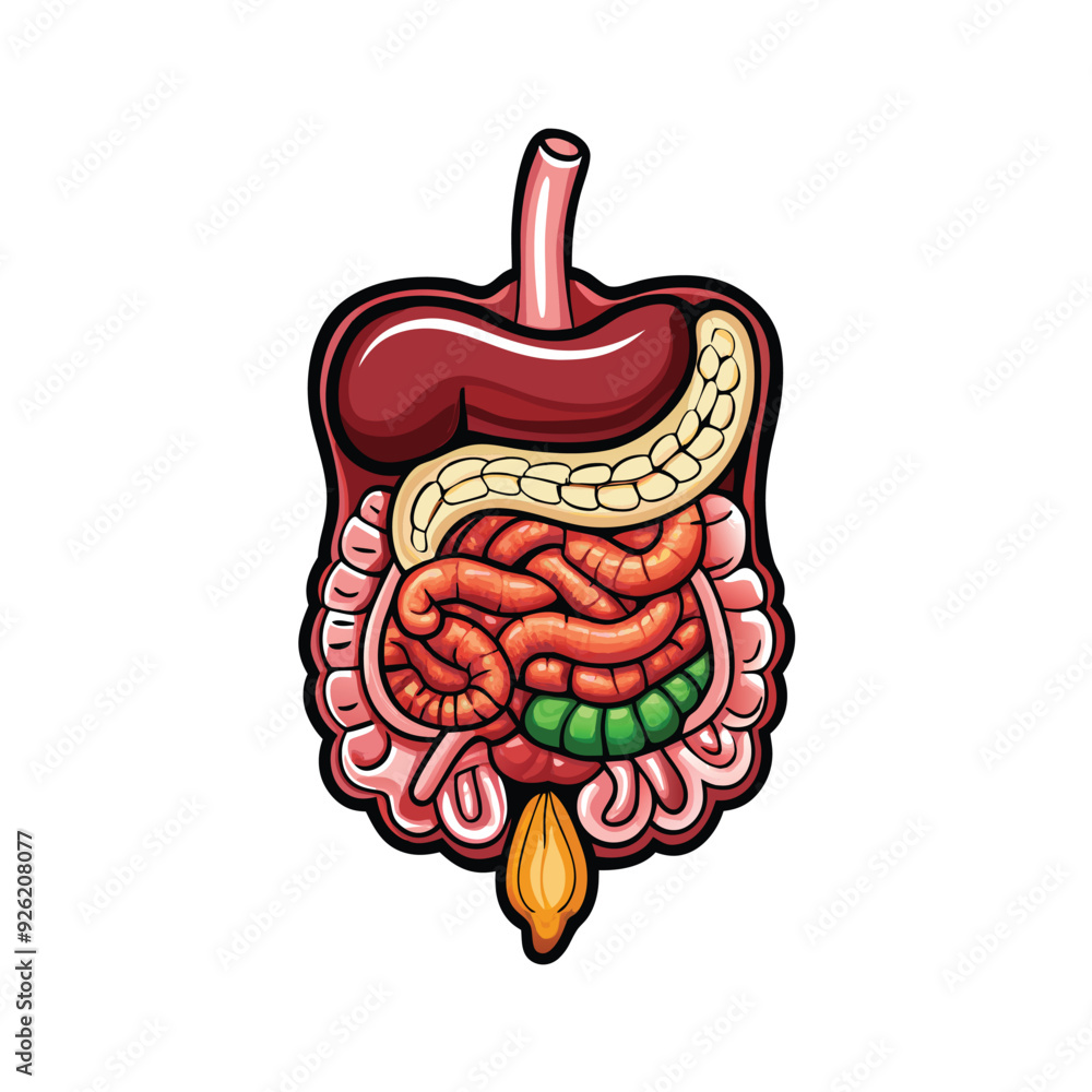 Cartoon illustration of the human digestive system with the stomach ...