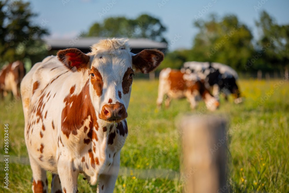 Vache laitière de race Normande en train de brouter l'herbe verte dans ...