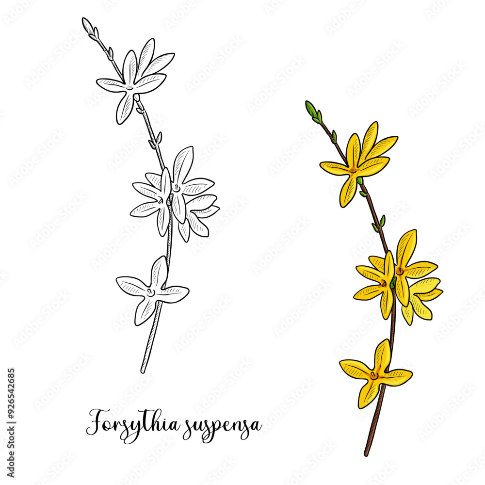 vector drawing plant of golden-bell, weeping forsythia, Forsythia ...