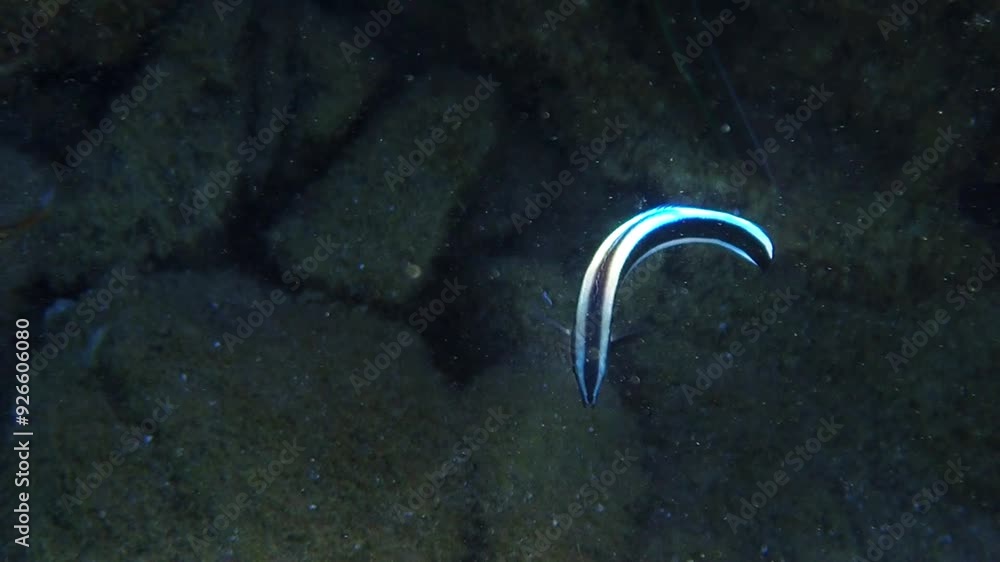 Exotic small fish cleaner blue streak wrasse - Labroides dimidiatus, it ...