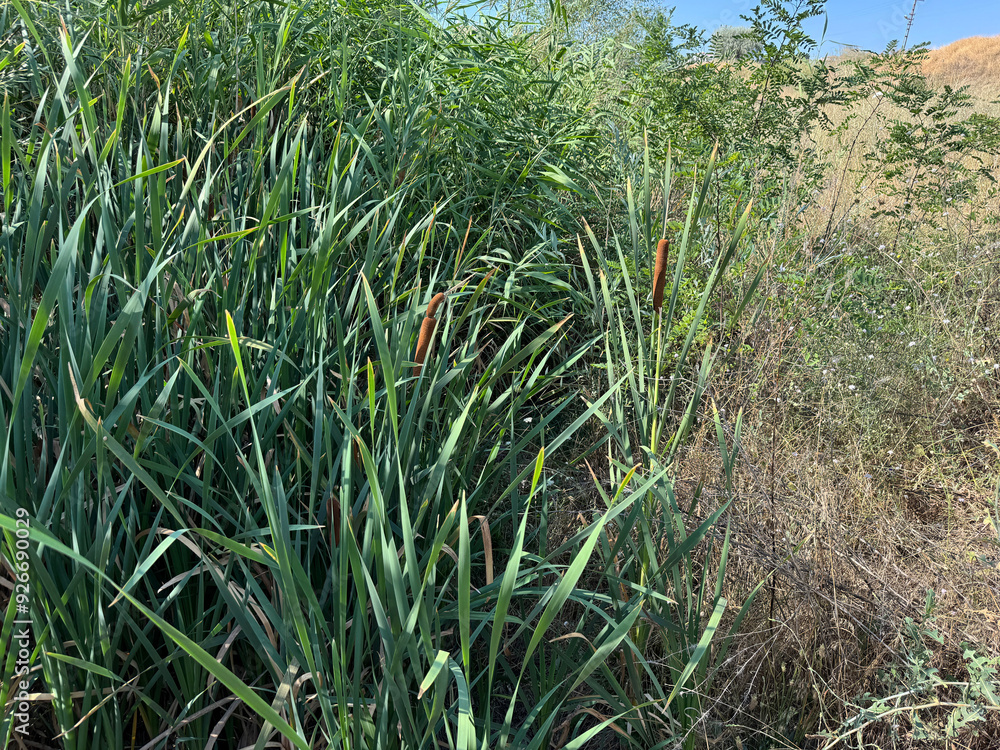 Brown bulrushes, cattails or typha latifolia with green leaves. Broad ...