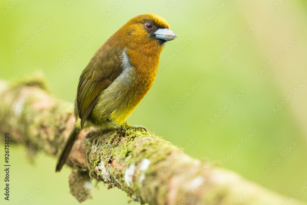 Portrait the prong-billed barbet (Semnornis frantzii) is a distinctive ...