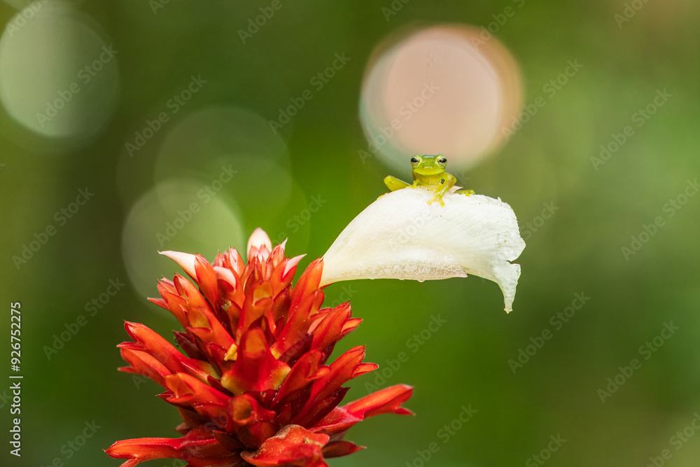 Centrolene prosoblepon is a species of frog in the family Centrolenidae ...