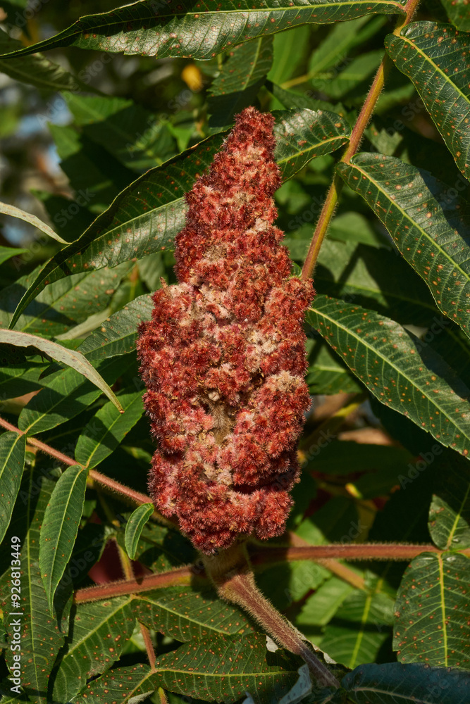 Close-up of the inflorescence of the Staghorn sumac. Staghorn sumac or ...