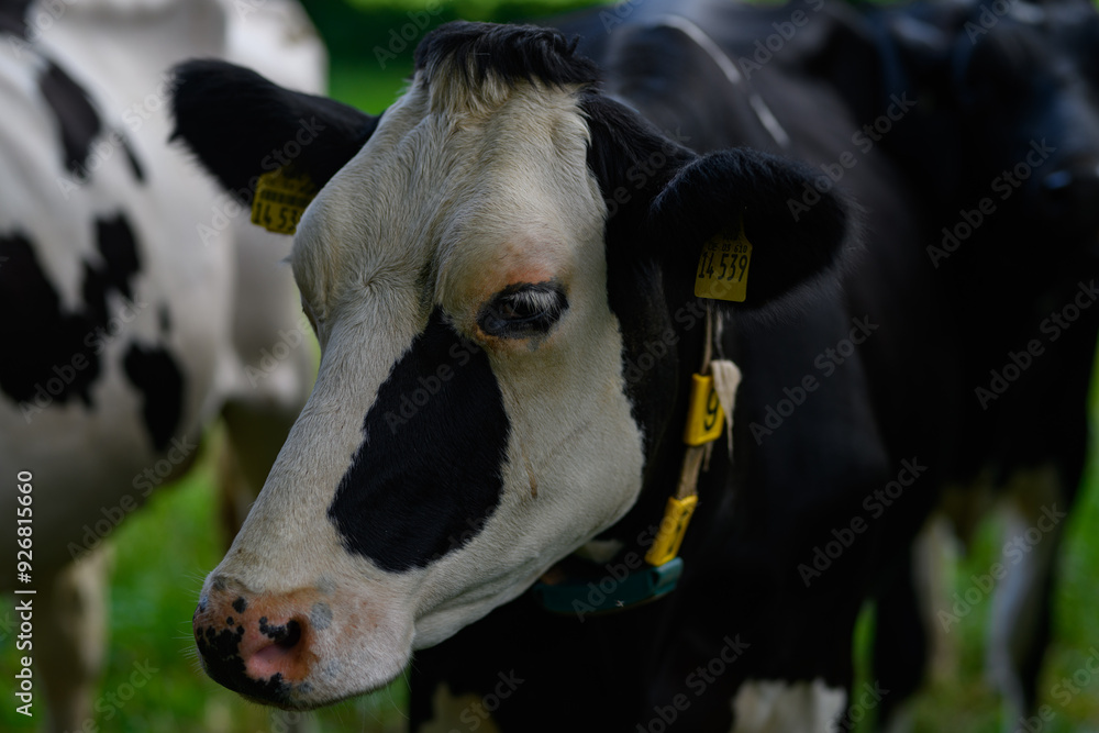 Holstein cows at pasture. Mature cow. Cows on a meadow. Black and white ...