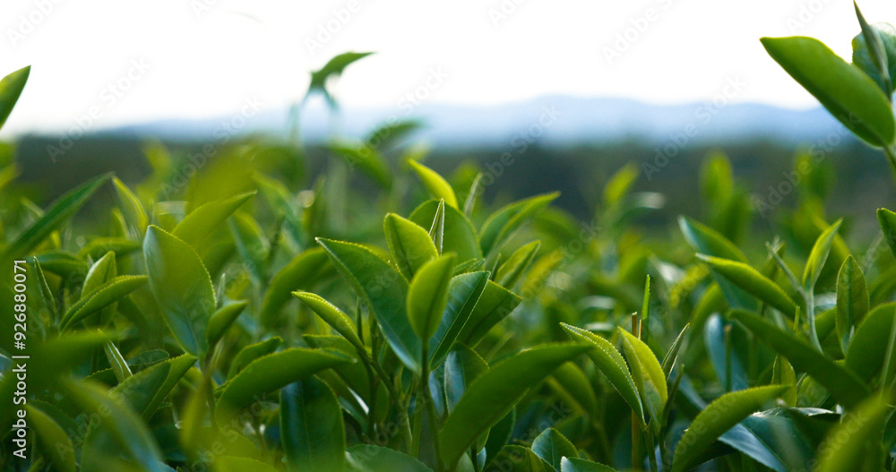 Green tea tree leaves field young tender bud herbal Green tea tree in ...