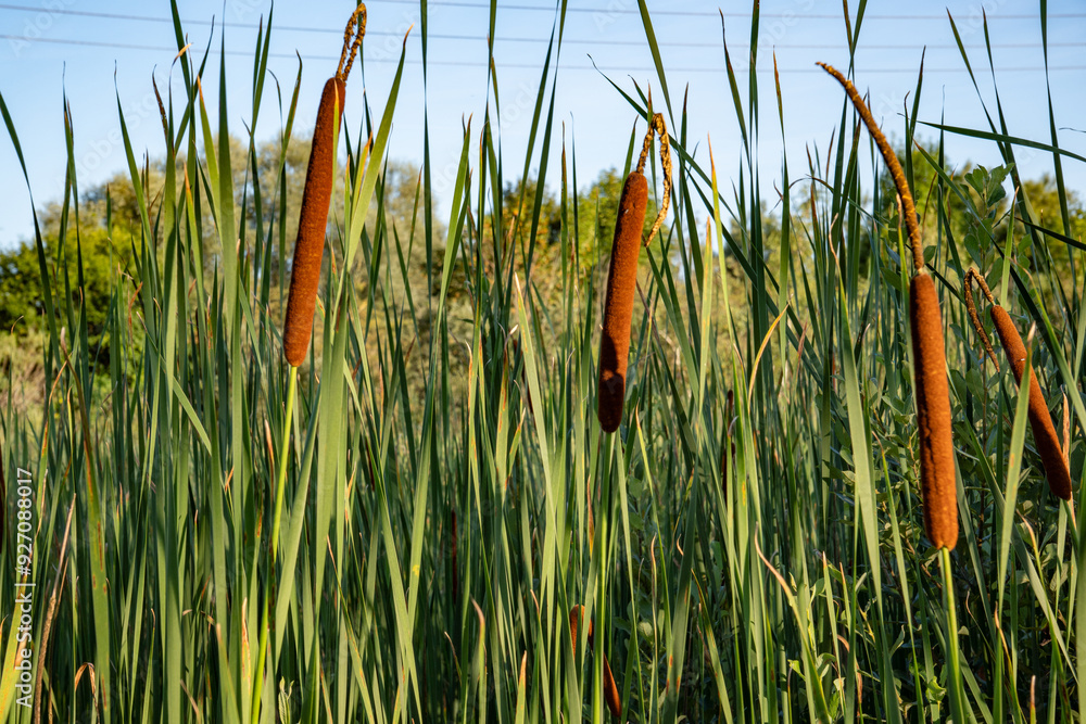 Cattails (Typha), cattail family (Typhaceae) within the order Poales in ...